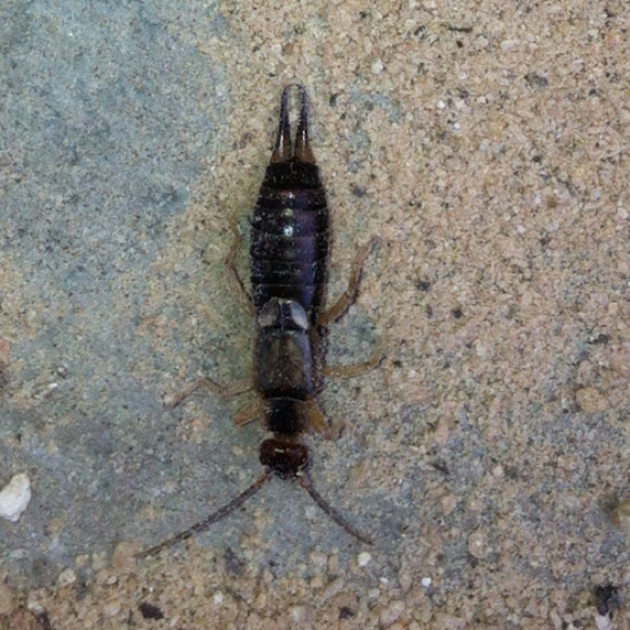 European Earwig ♀ | Project Noah
