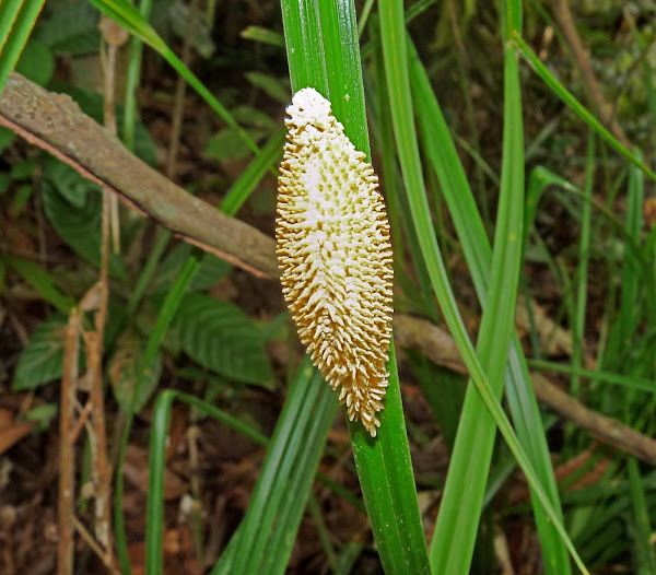 Peanut Head Bug eggs - Huevos de Machaca | Project Noah