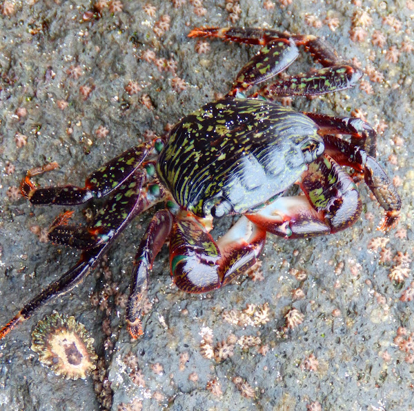 Striped shore crab | Project Noah