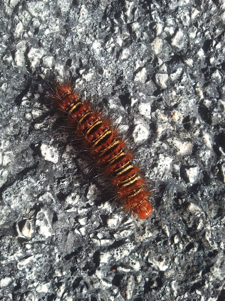 Echo Moth | Project Noah