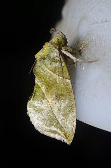 Fruit piercing moth - male | Project Noah