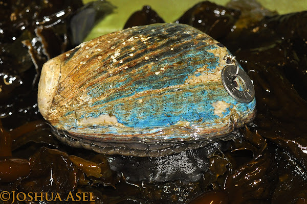 Black Abalone (Endangered) | Project Noah