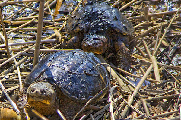 Snapping Turtle | Project Noah