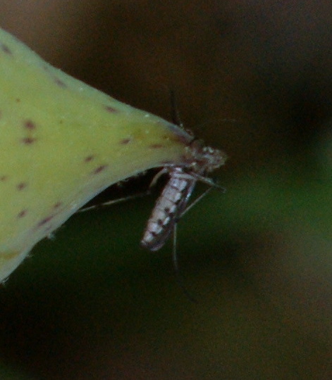 Gall of Cynipid Wasp | Project Noah