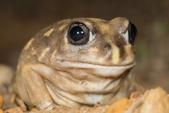 Western Spotted Frog | Project Noah