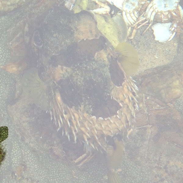 Puffer fish | Project Noah