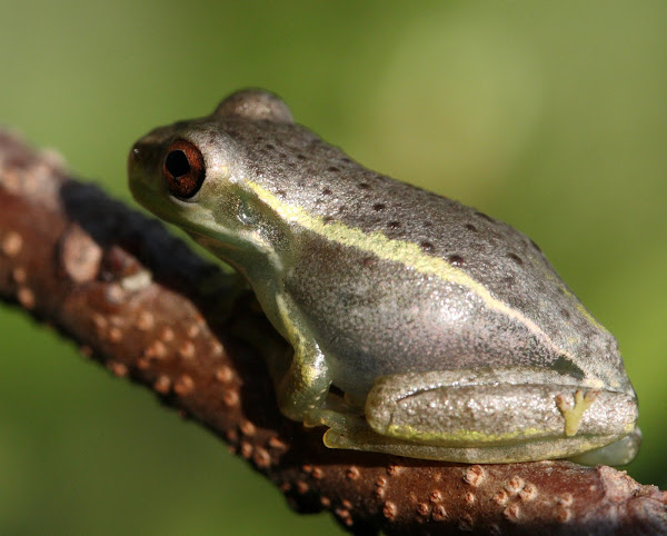 Common Coquí | Project Noah
