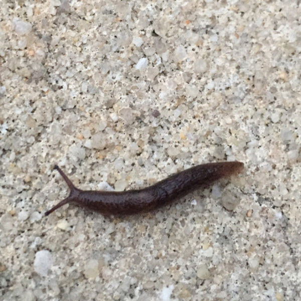 Marsh Slug | Project Noah