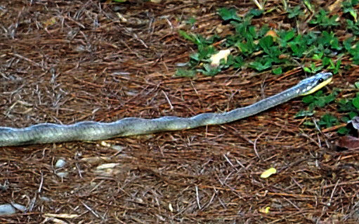 Neotropical Sunbeam snake | Project Noah