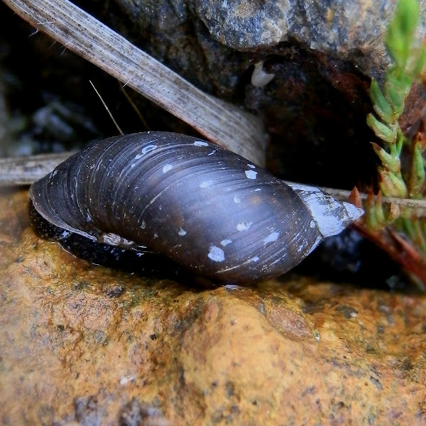 American ribbed fluke snail | Project Noah