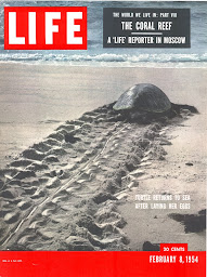 Life Tags - Photographs classified by Machine Learning