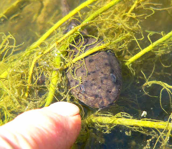 American Bullfrog Tadpole | Project Noah