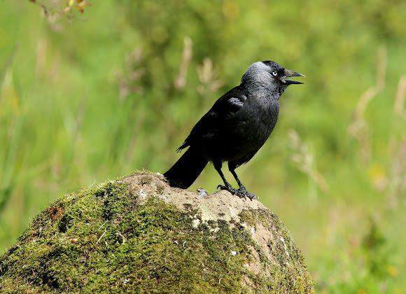 Jackdaw | Project Noah