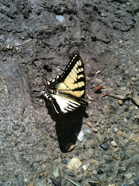 Canadian Tiger Swallowtail | Project Noah