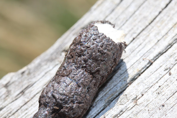 Dead Man's Fingers | Project Noah