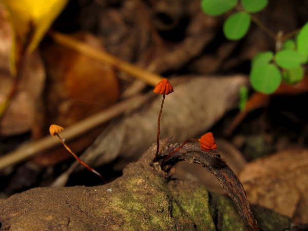 Marasmius Mushroom | Project Noah