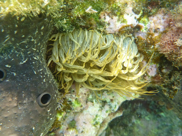 Trumpet anemone. | Project Noah