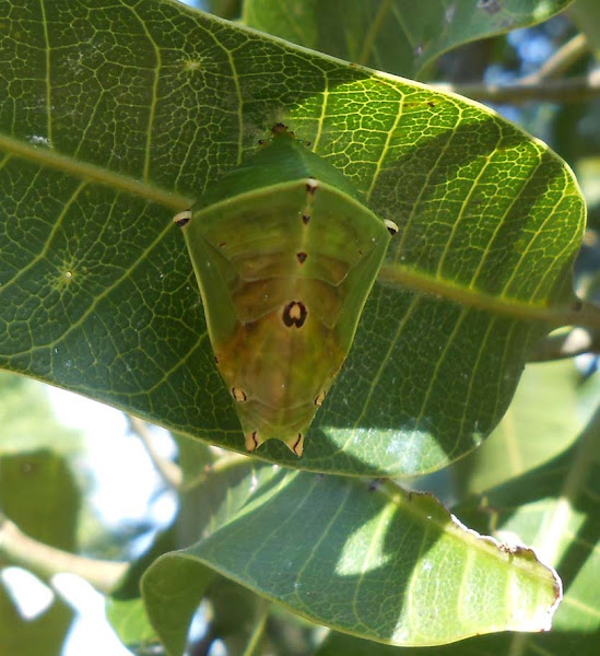 Common Baron | Project Noah