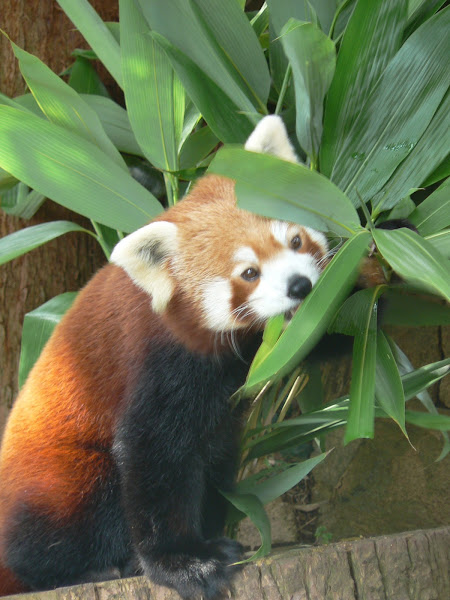 Red Panda | Project Noah
