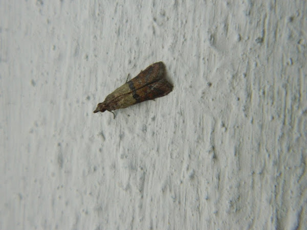 Indian Meal Moth | Project Noah