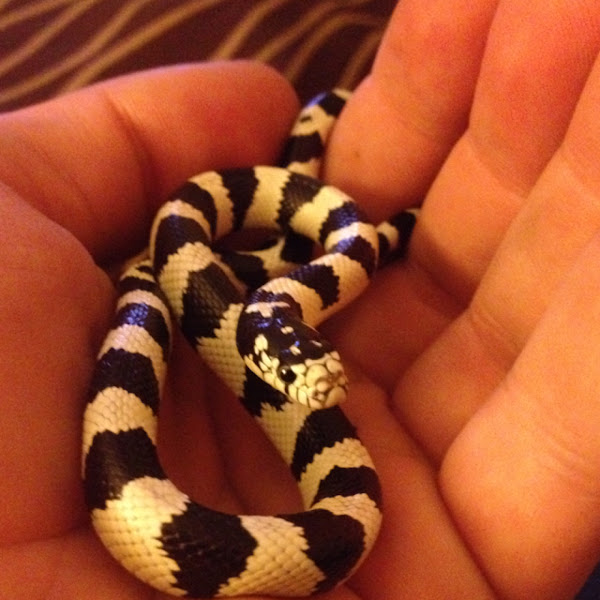Banded king snake | Project Noah