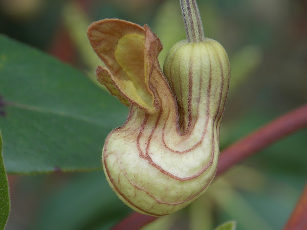 Dutchman's Pipe Vine | Project Noah