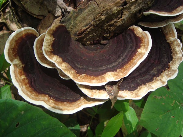 Ganoderma applanatum | Project Noah