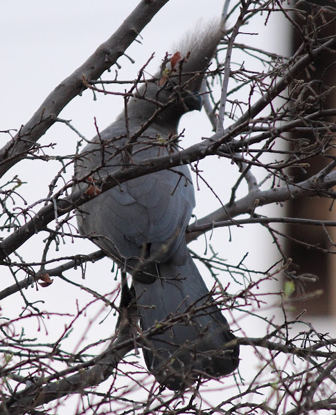 Grey Lourie aka Grey Go-away-bird | Project Noah