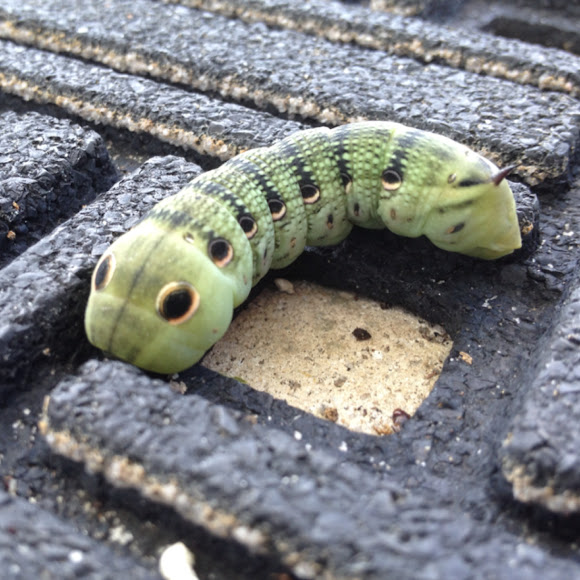 Tersa Sphinx (caterpillar) | Project Noah