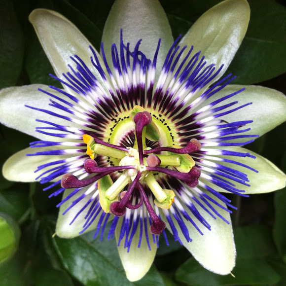 Blue Passion Flower | Project Noah