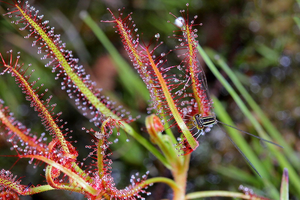 Indian Sundew | Project Noah