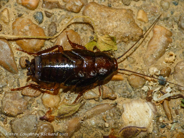 Wood roach (nymph) | Project Noah