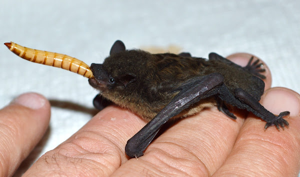 Evening Bat | Project Noah