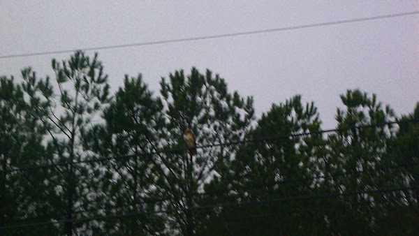 Red Tailed Hawk | Project Noah