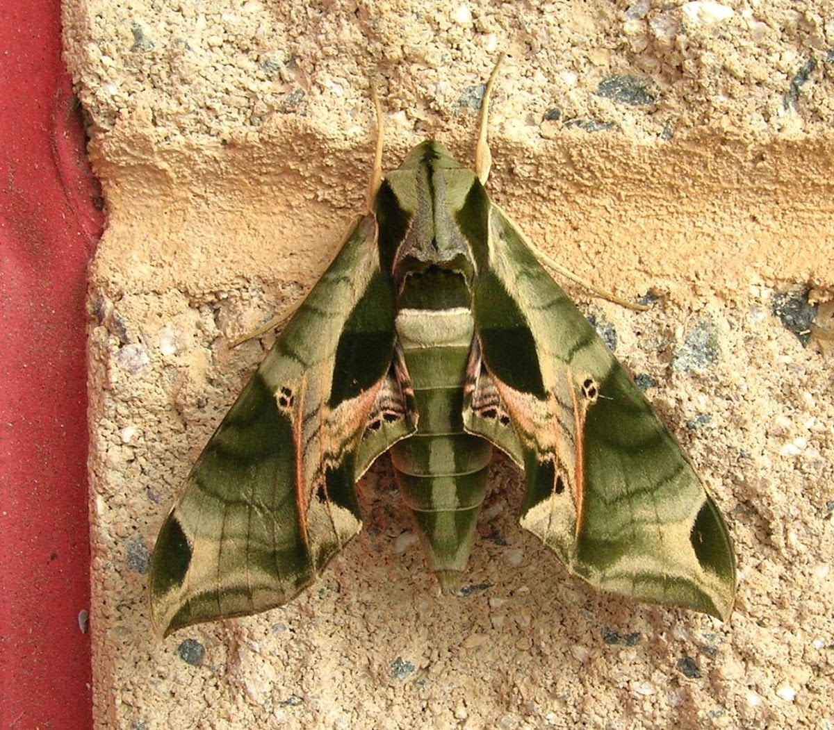 Pandorus Sphinx Moth | Project Noah