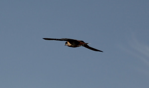 American Kestrel | Project Noah