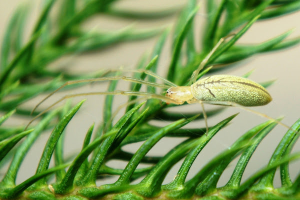 Spider | Project Noah