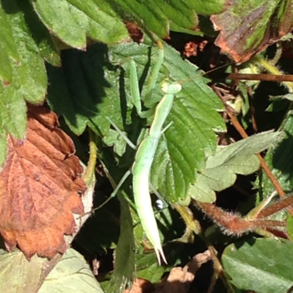 European Mantis nymph | Project Noah