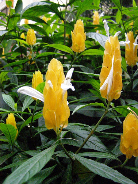 Golden Shrimp plant | Project Noah
