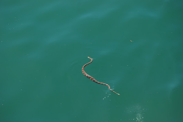 Sea Snake | Project Noah