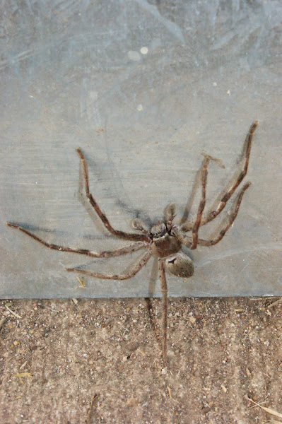 Huntsman Spider | Project Noah