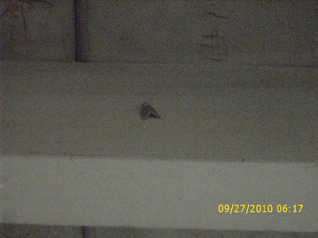 Project #7 Moth | Project Noah