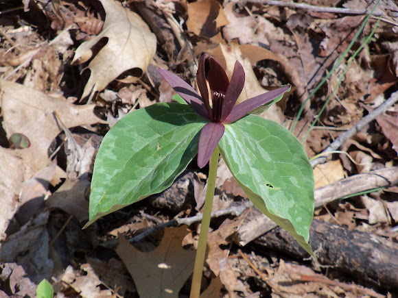 Toadshade Trillium | Project Noah