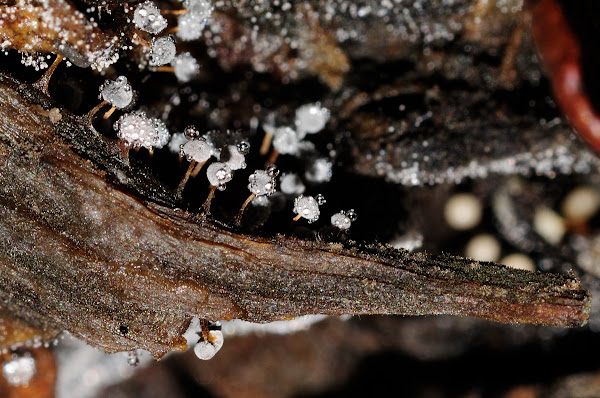 Physarum sp. | Project Noah