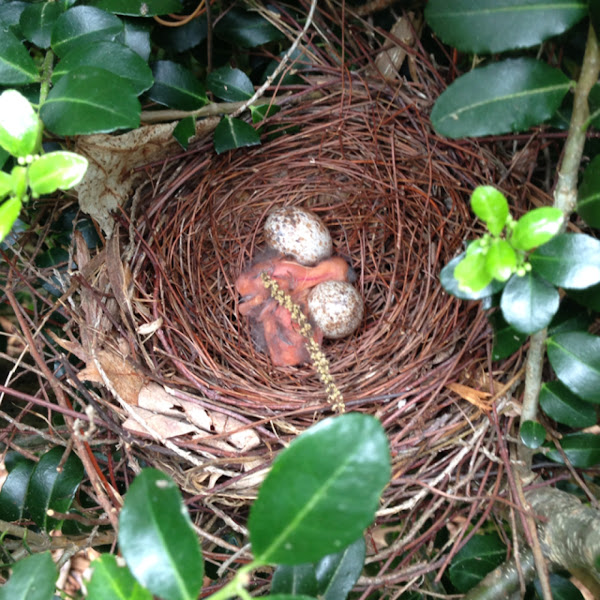 Cardinal | Project Noah