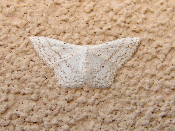 Dot-lined Wave | Project Noah