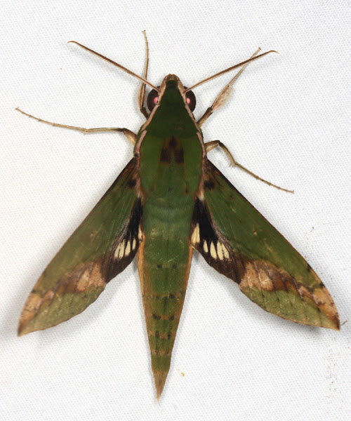 Sphinx Moth | Project Noah