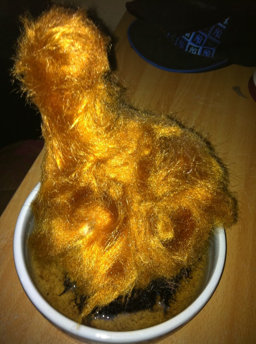 Golden Hair Dog Fern | Project Noah