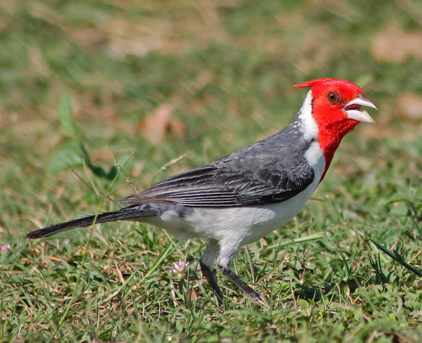 Red-crested cardinal | Project Noah