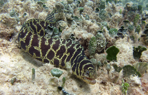 Chain Moray Eel | Project Noah